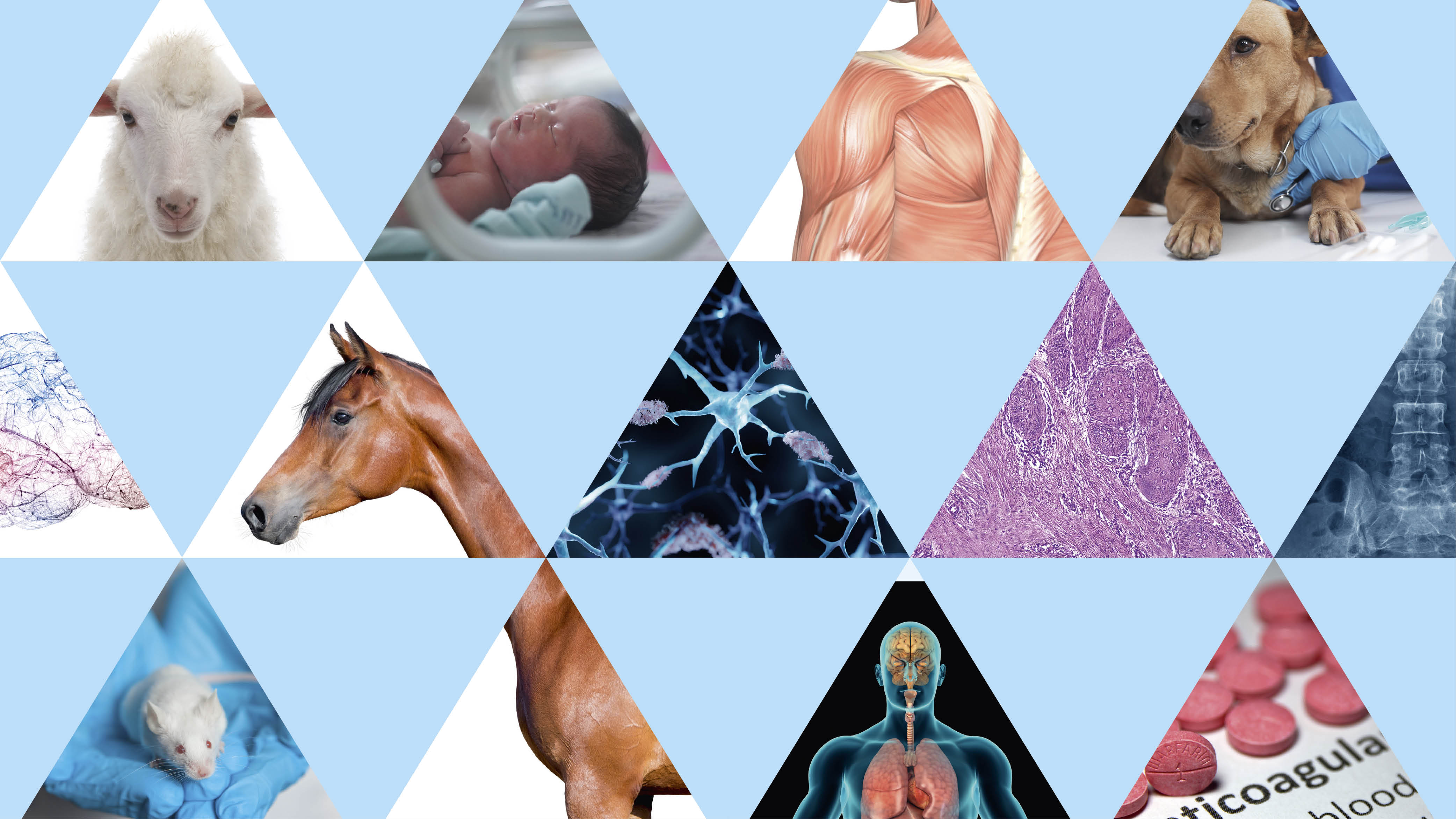 How Veterinarians Are Advancing Human Physiology Research | American ...